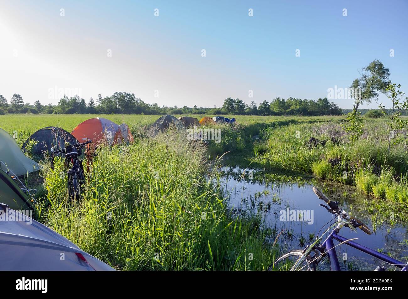 tourist camp in the swamp, camping tents in the wetlands Stock Photo ...