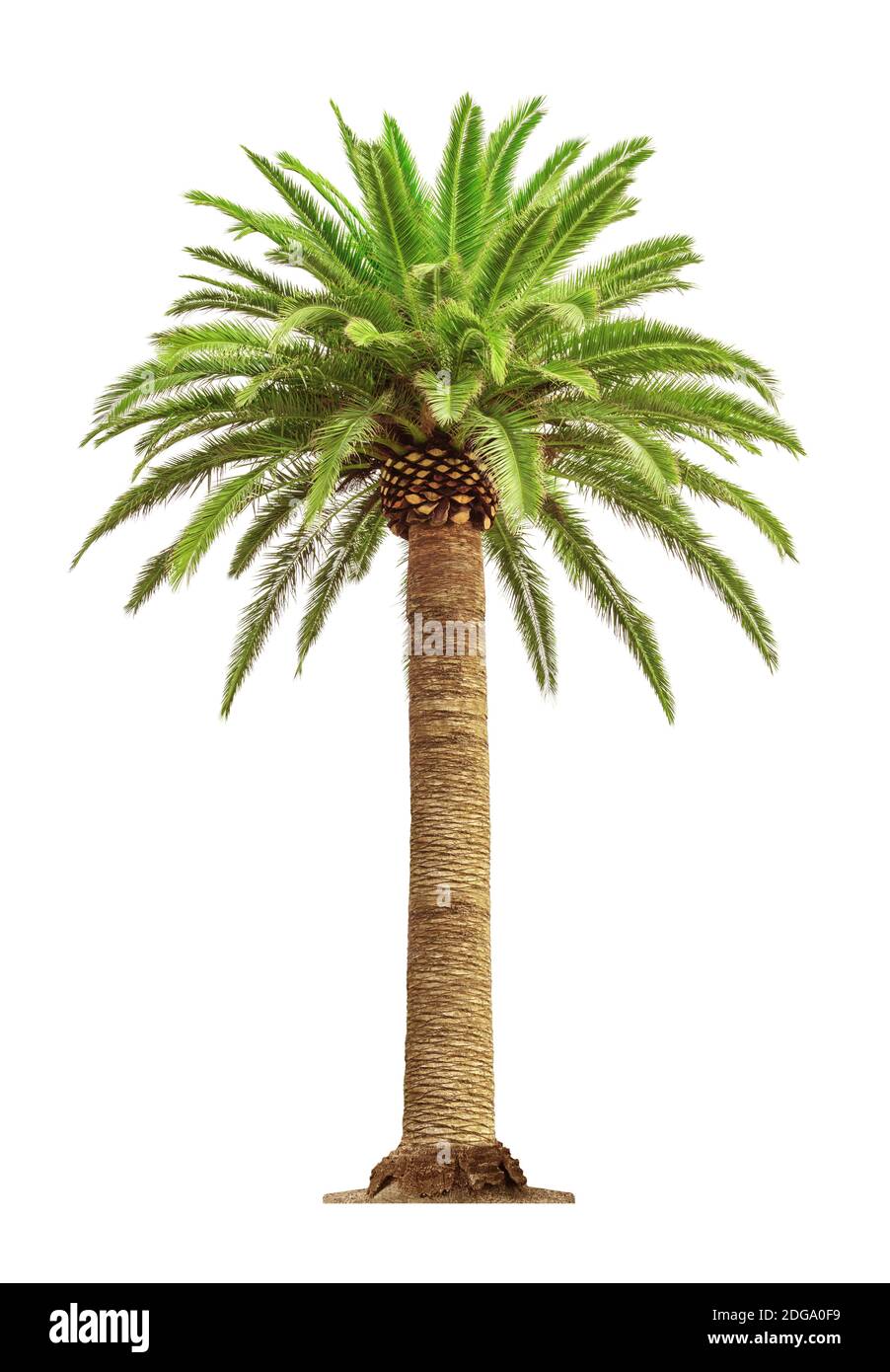 Palm on white background Stock Photo - Alamy