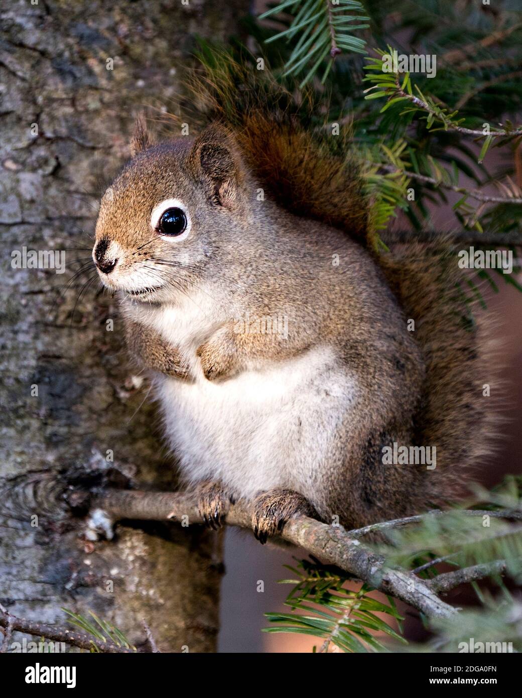 Squirrel close-up profile view in the forest sitting on a branch tree ...
