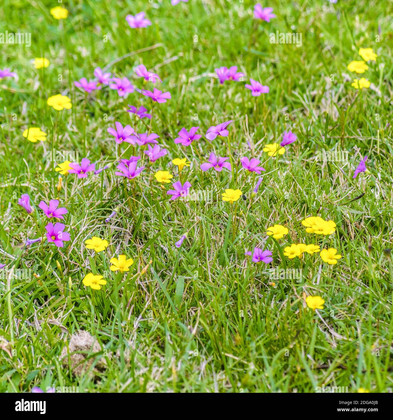 Delicated flowers hi-res stock photography and images - Alamy