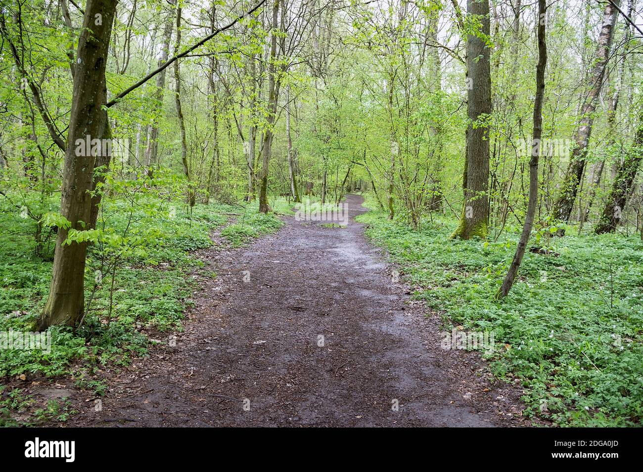 road in the forest in summer, forest path for walking, forest path in ...