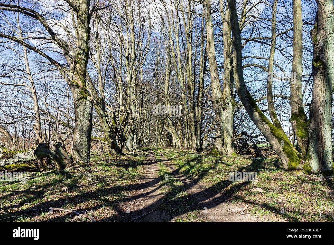 road in the forest in summer, forest path for walking, forest path in ...