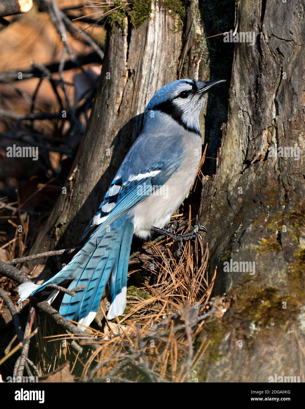Blue Jay perched on a tree stump with a forest background in the forest ...