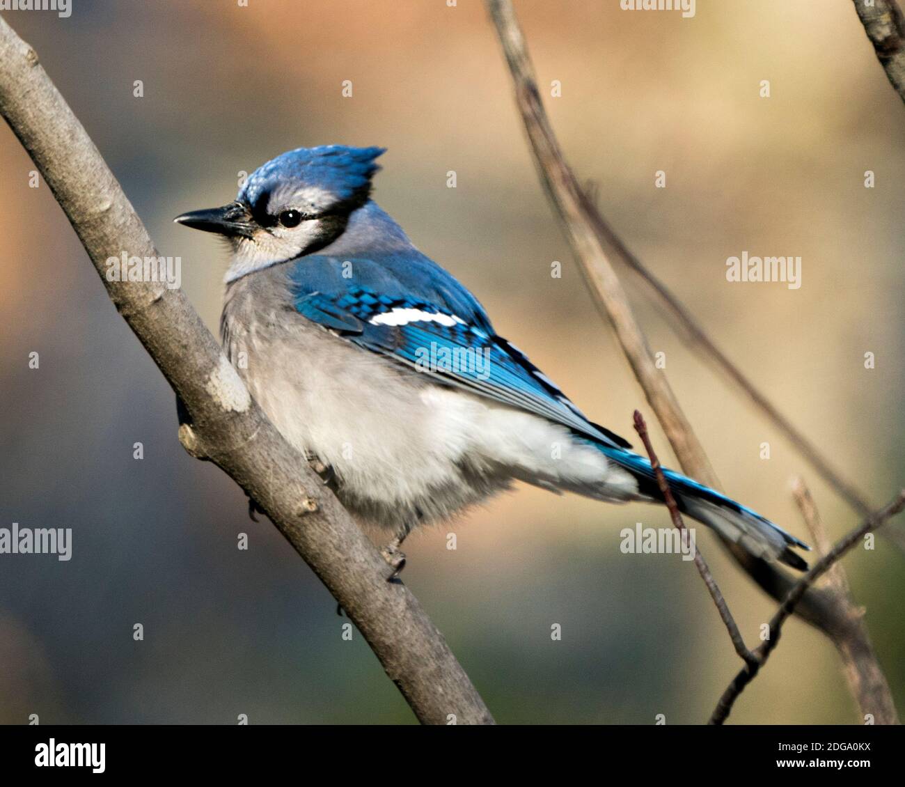 Blue Jay perched on a branch with a blur background displaying puffy blue feather plumage in its ...