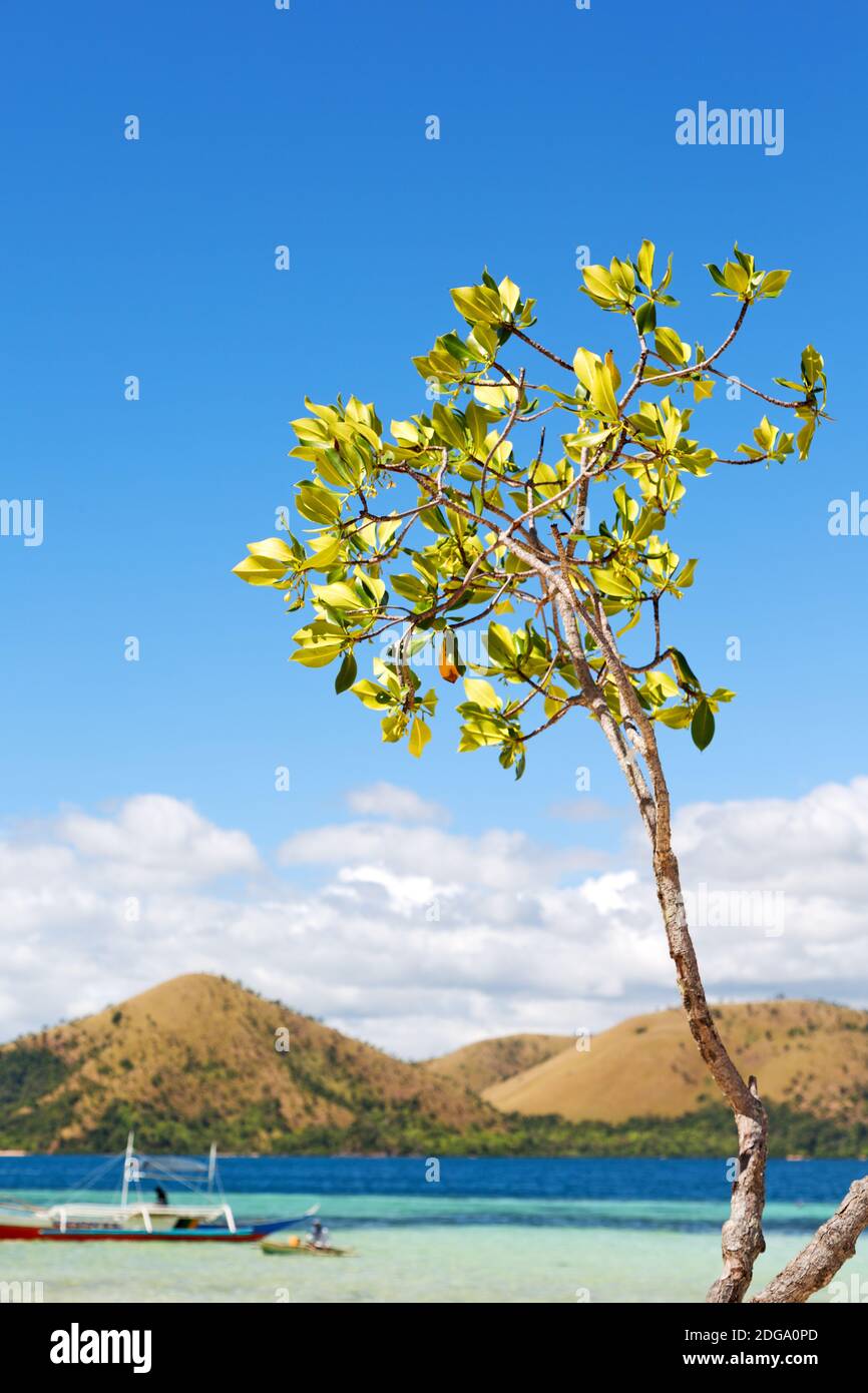 Philippines palawan tree roots hi-res stock photography and images - Alamy