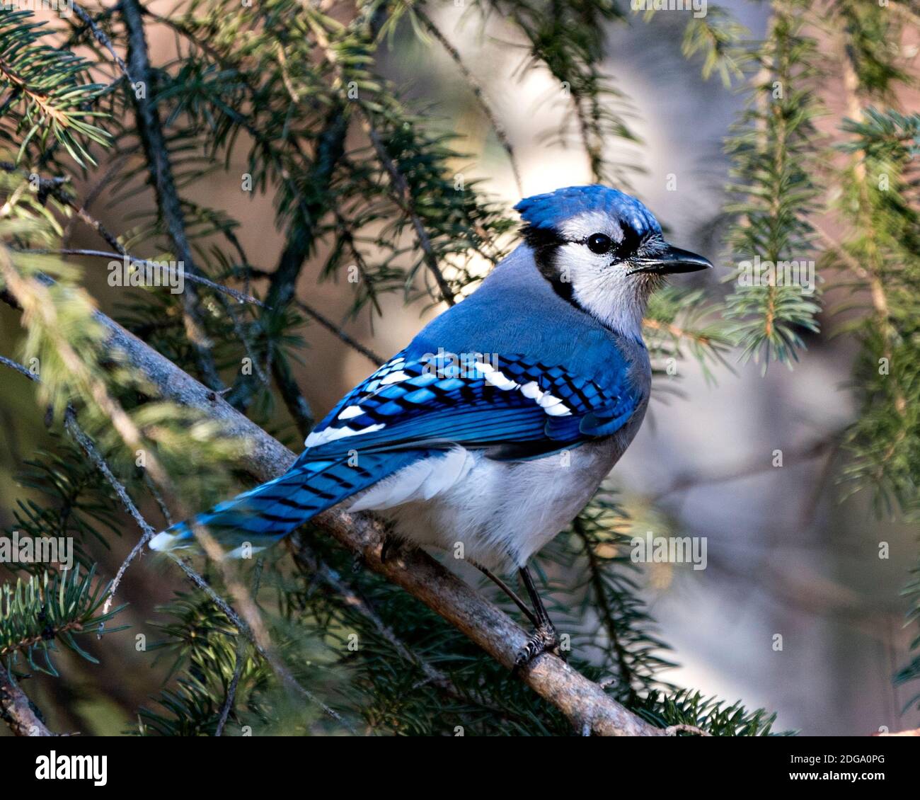 Blue Jay perched on a branch with a blur fir needle background in the ...