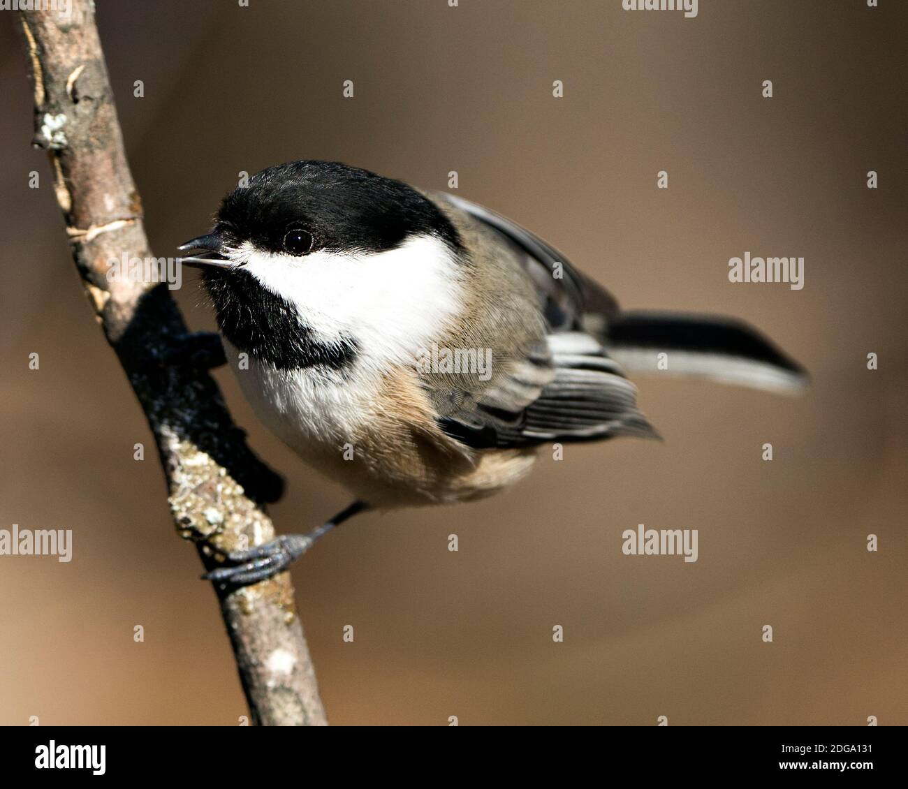Chickadee science study image hi-res stock photography and images - Alamy