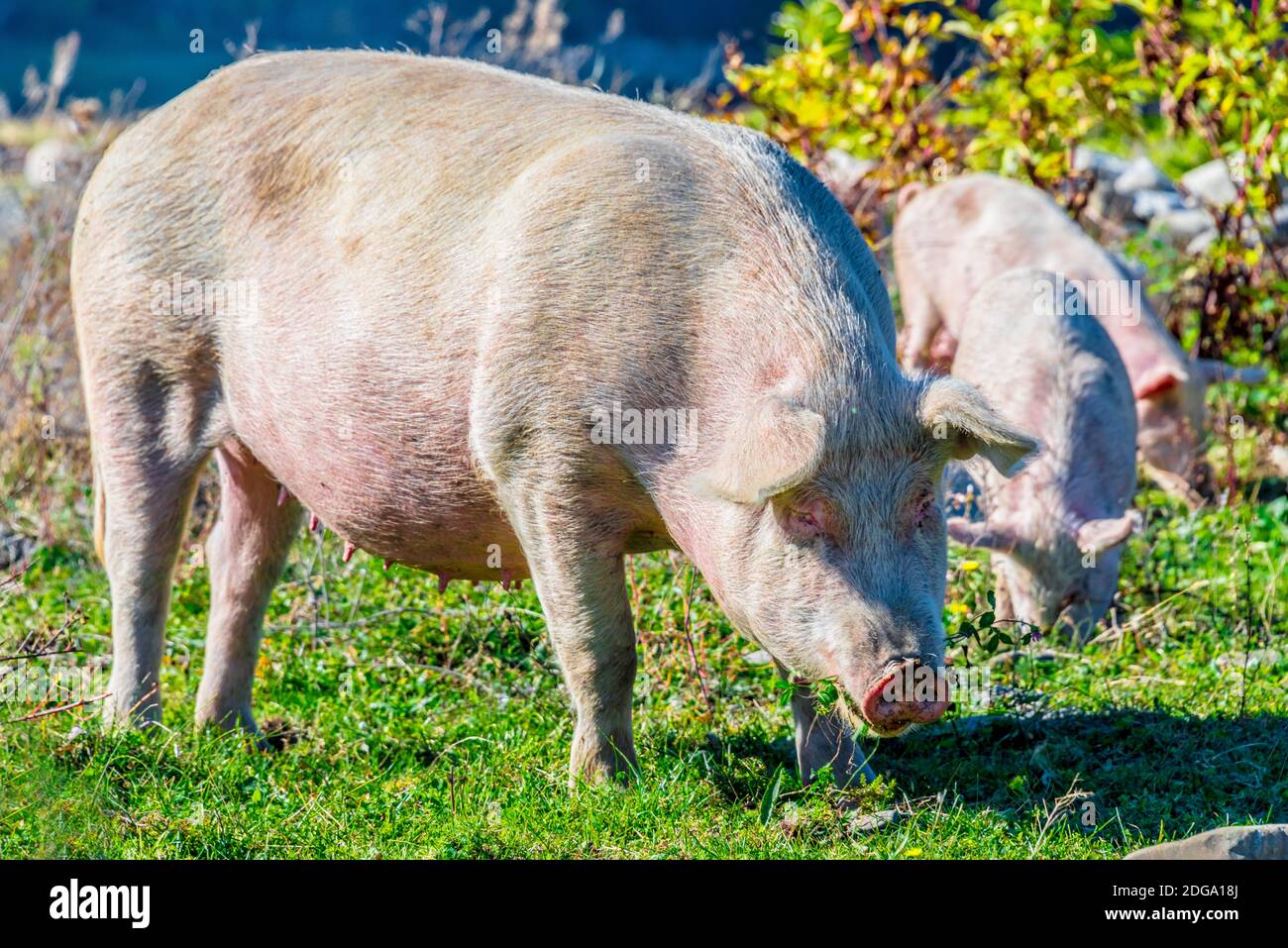 Freely grazing pigs on a traditional organic farm Stock Photo - Alamy