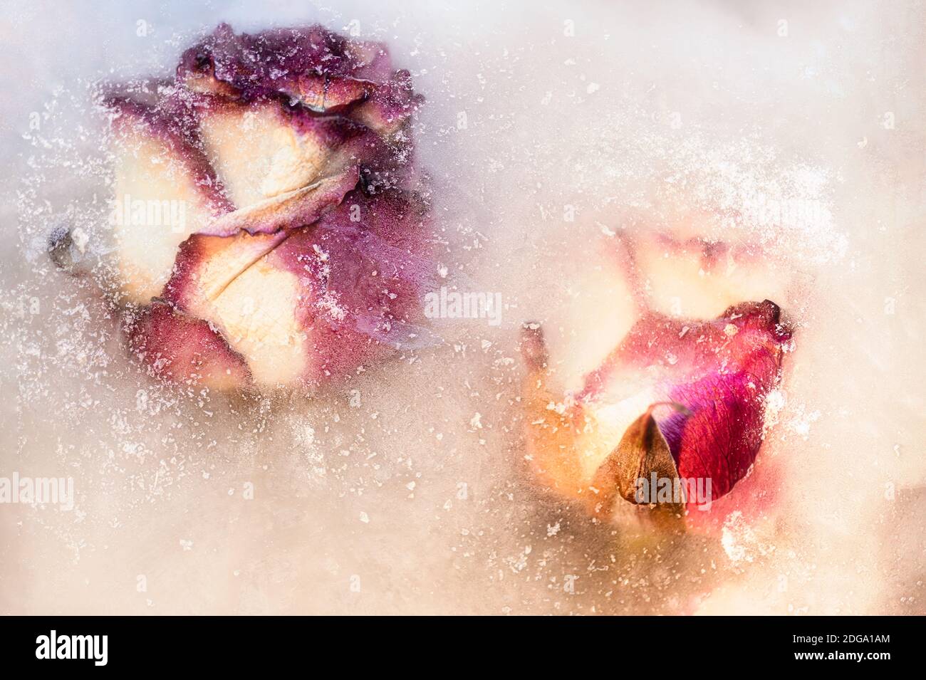 Frozen Roses in Ice Stock Photo - Alamy