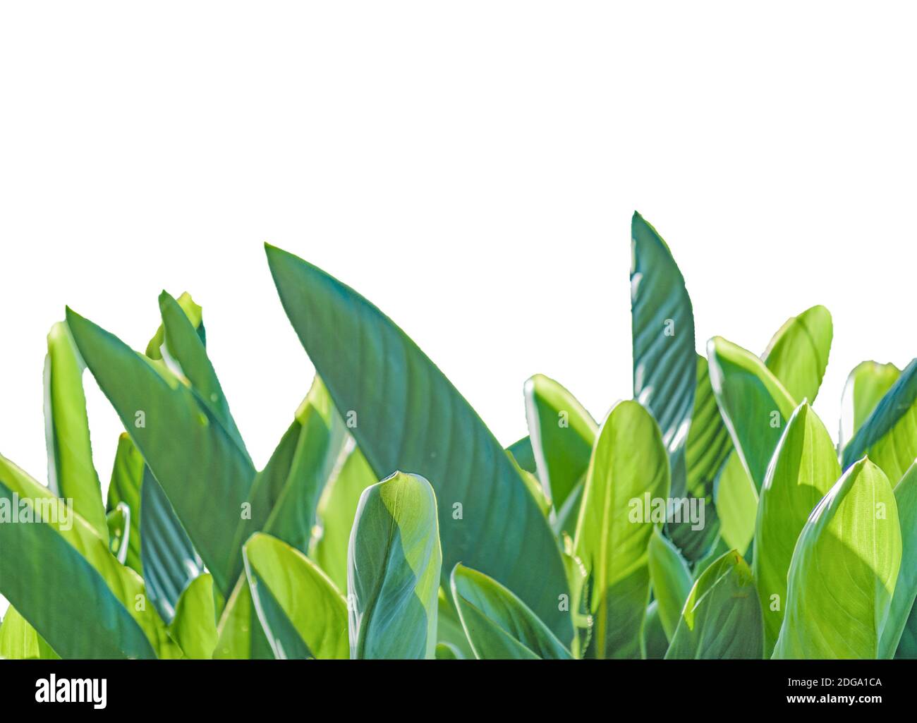 Green Big Leaves Background Isolated Photo Stock Photo - Alamy