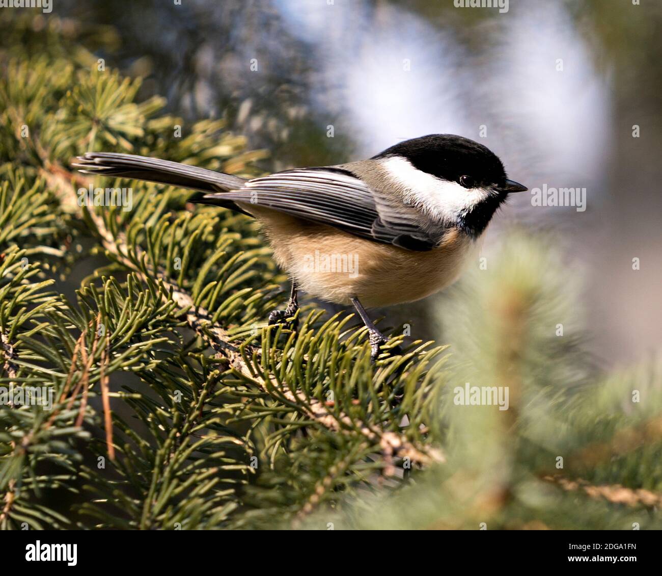 Chickadee perched on a fir branch with a blur background in its habitat ...