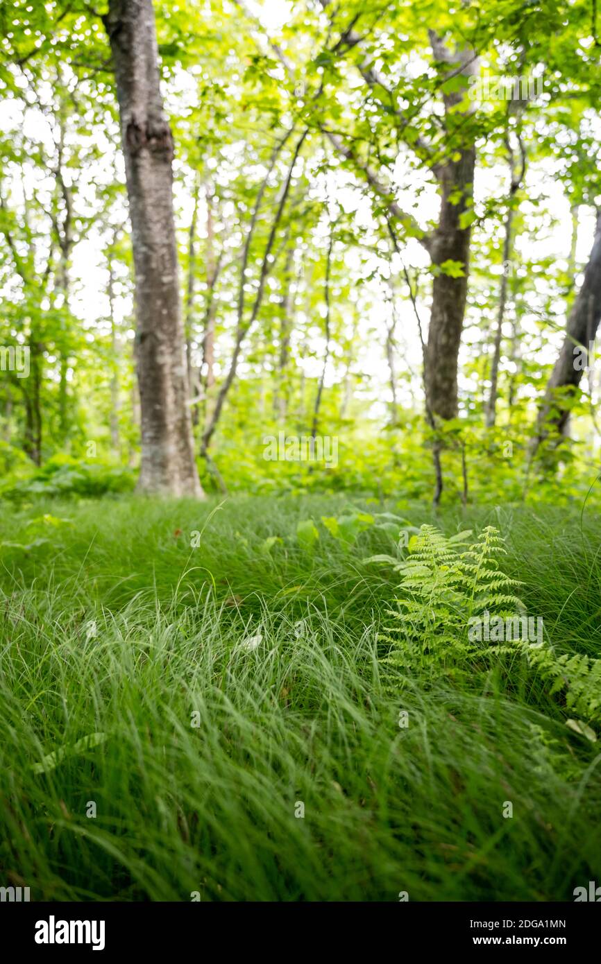 Fern and grass in open meadow in Smokies forest near Gregory Bald Stock ...