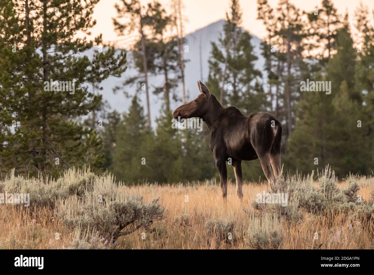 Female Moose in Field Looks to Left Just After Sunrise Stock Photo - Alamy