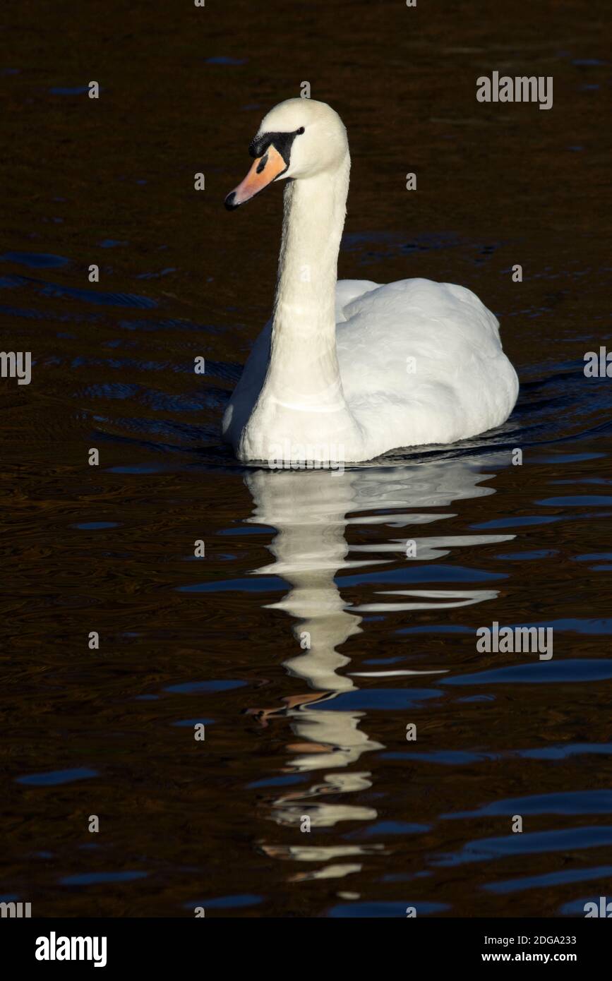 The Mute Swan is one of the largest British water birds and is ...