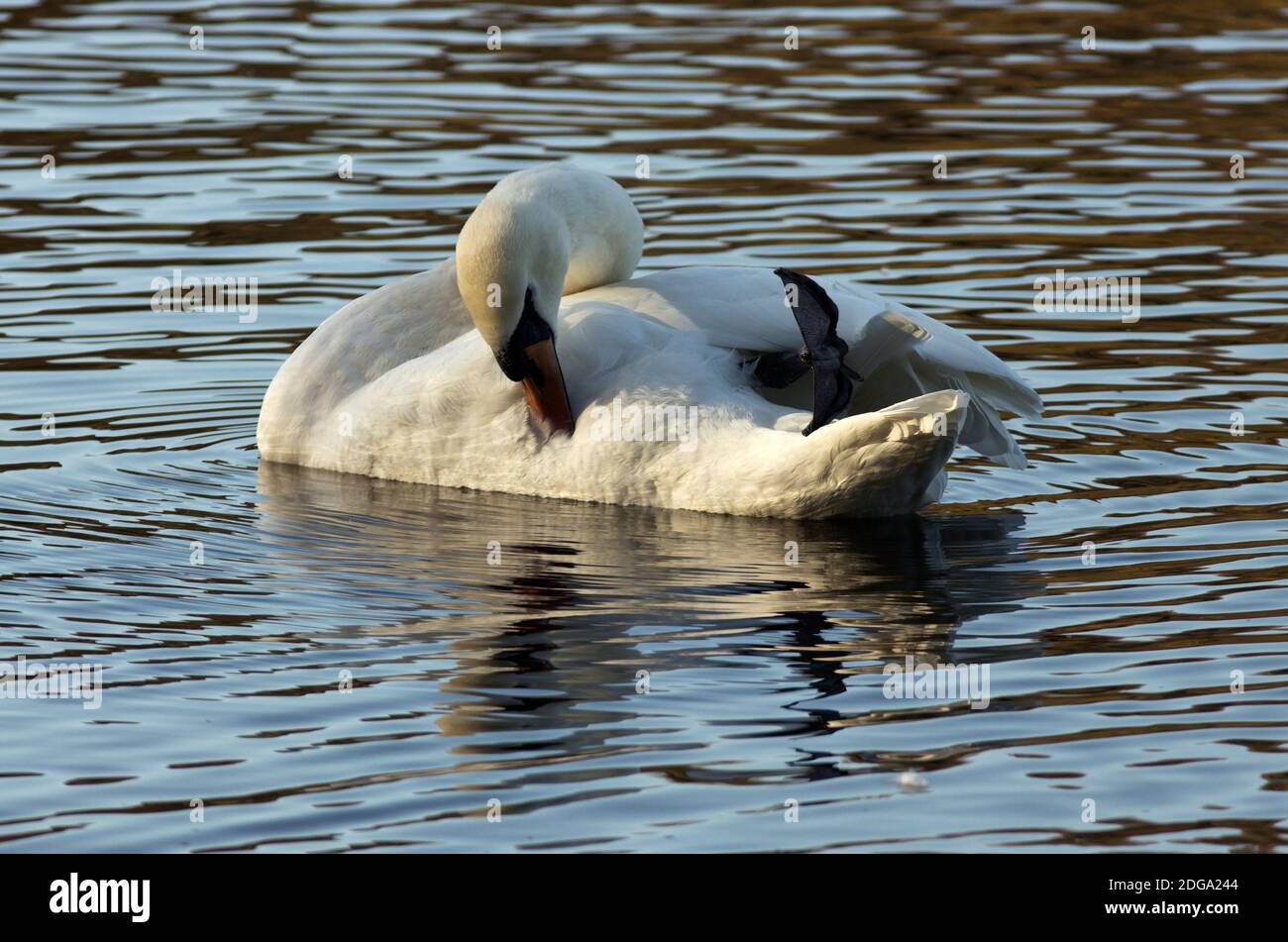 The Mute Swan is one of the largest British water birds and is ...