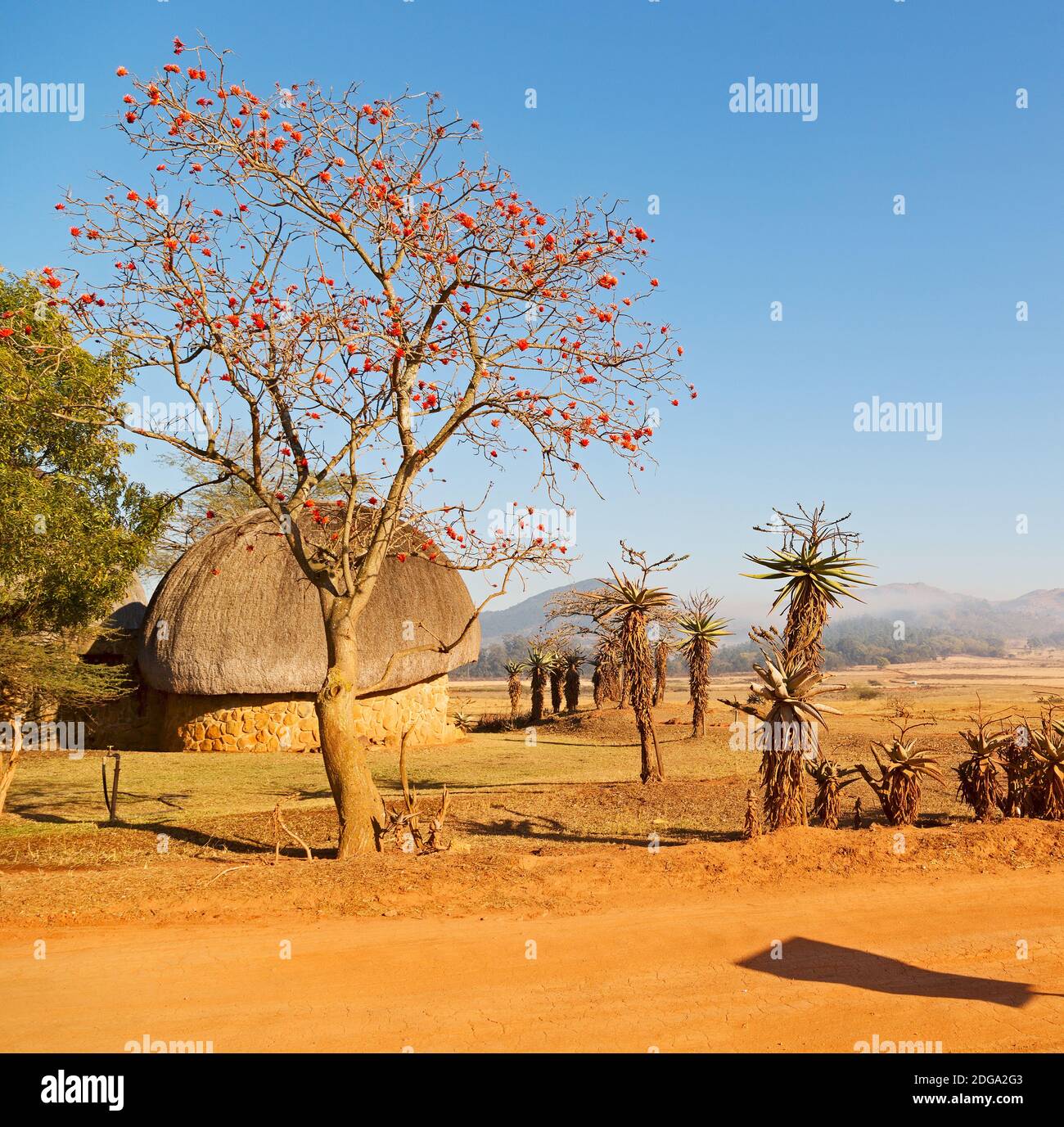 In swaziland wildlife nature reserve Stock Photo - Alamy