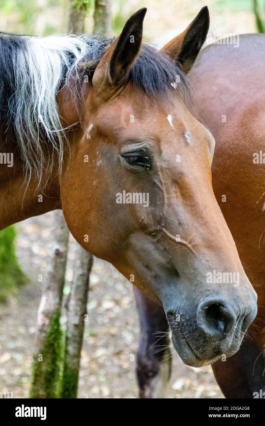 Mare udder hi-res stock photography and images - Alamy