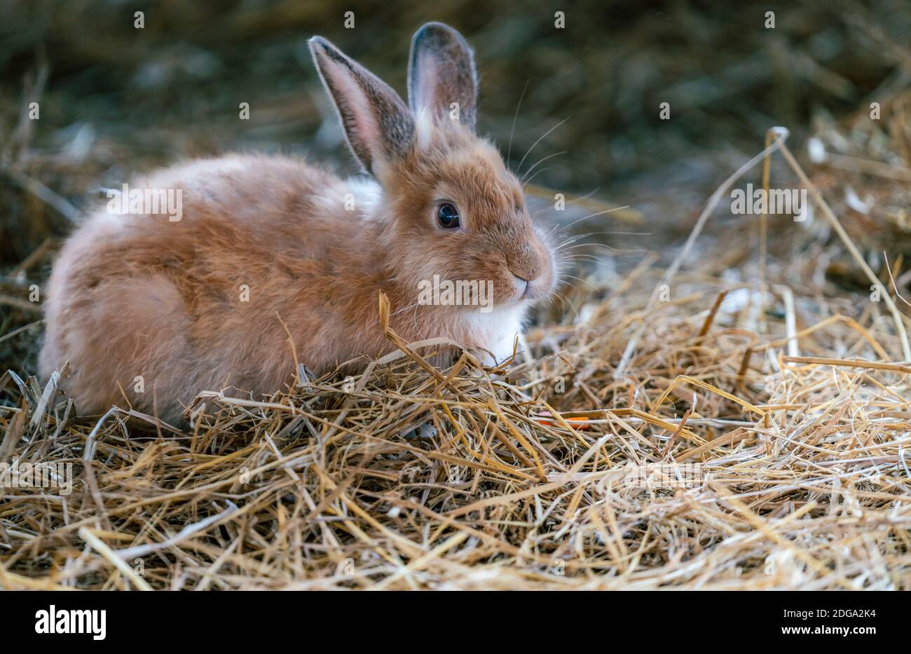 Cute Brown Rabbits