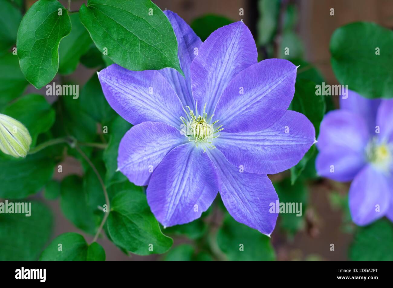 Large blue clematis flower. Ornamental plant with blue flowers in the ...