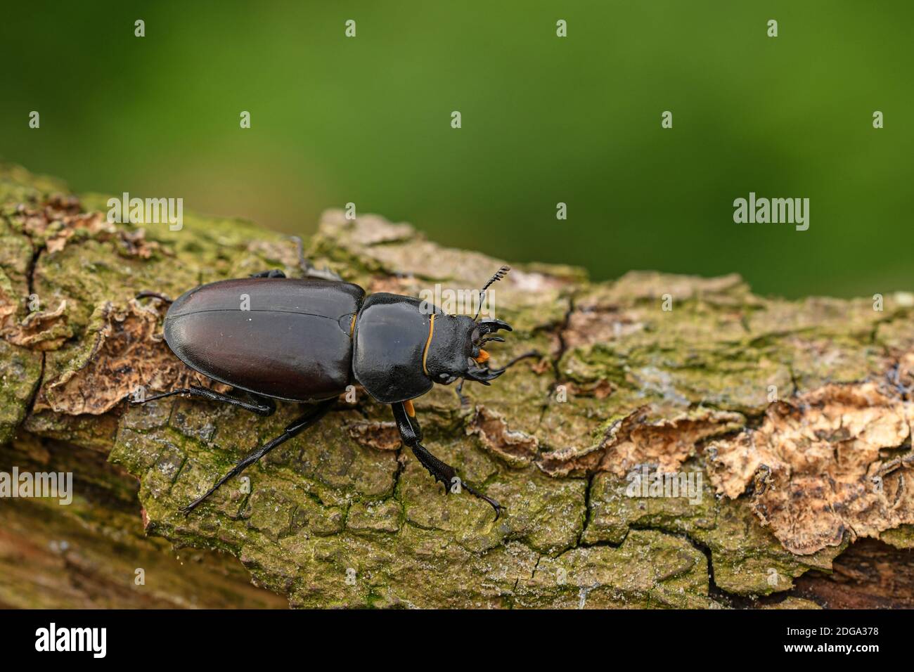 Beetle lucanidae hi-res stock photography and images - Alamy