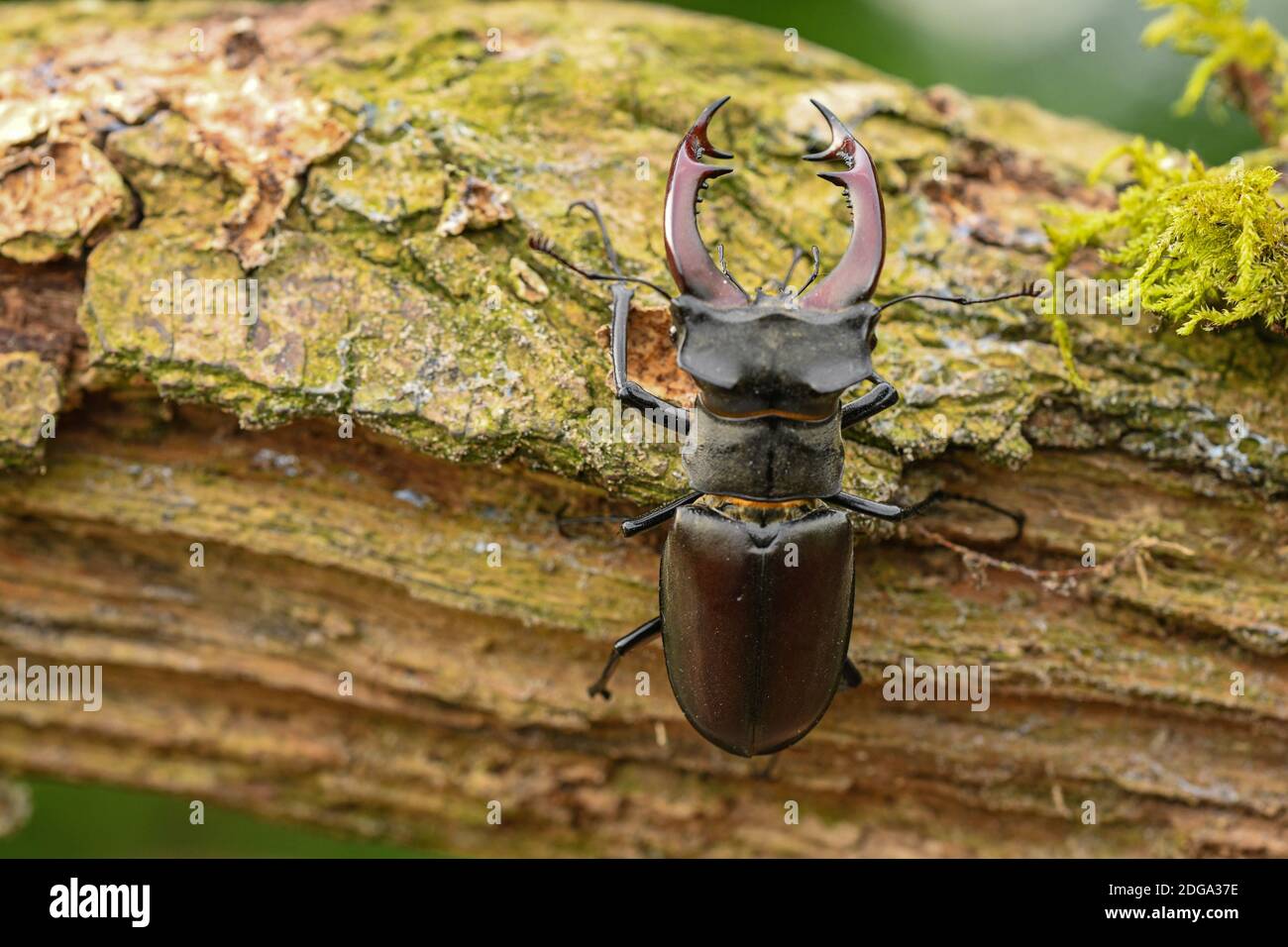 Beetles coleoptera insecta hi-res stock photography and images - Alamy