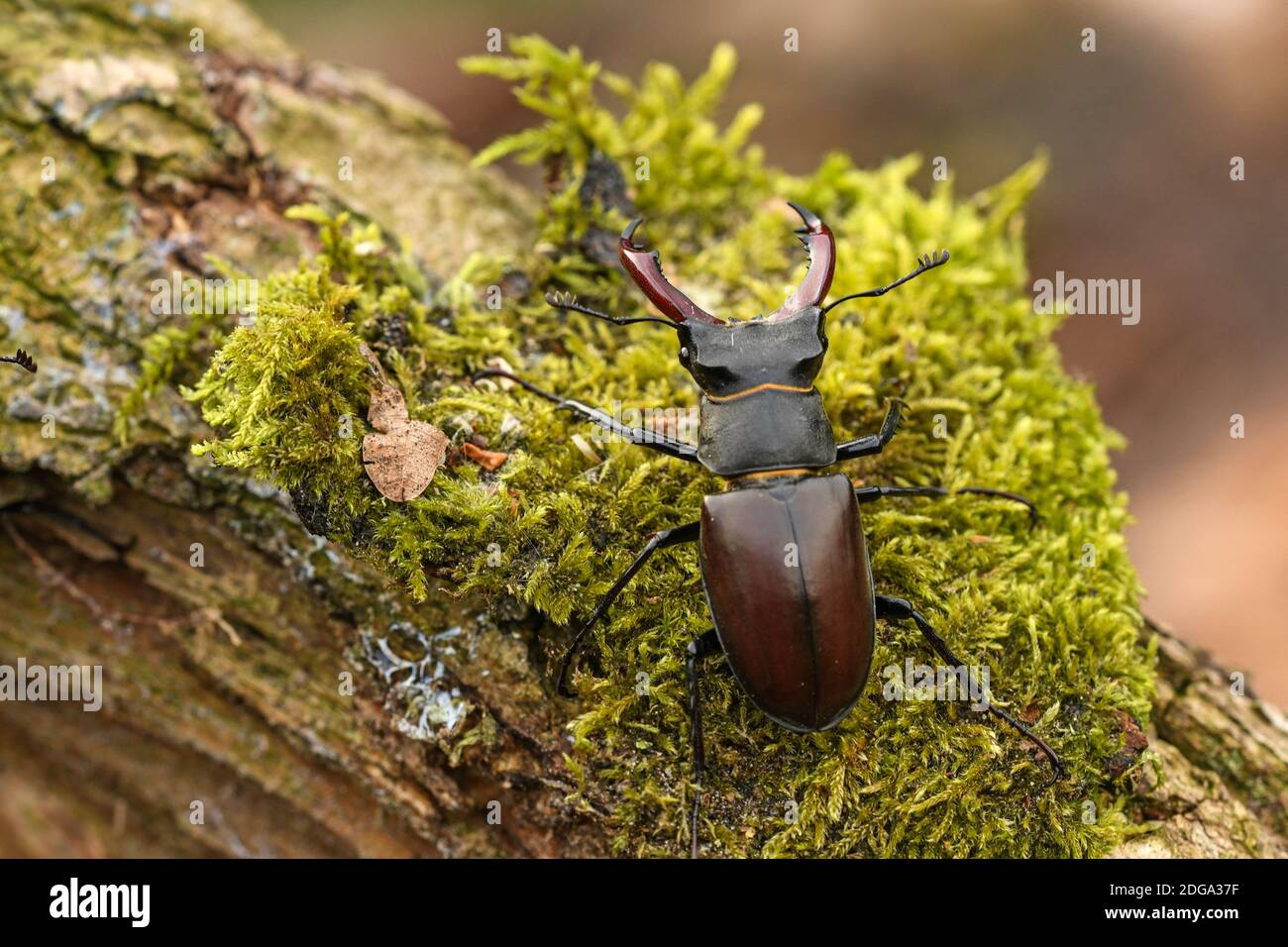 Stag beetle hi-res stock photography and images - Alamy