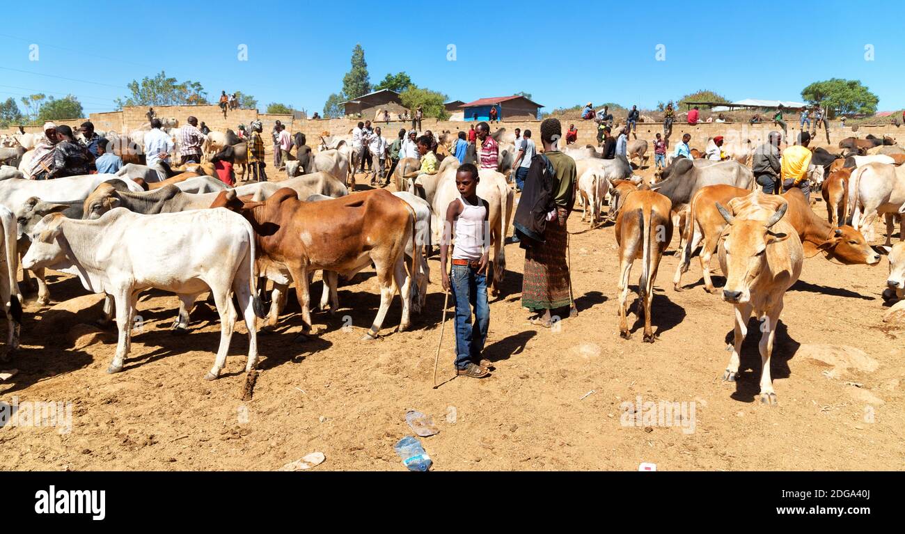 Africa in the animal market lots od cow Stock Photo - Alamy