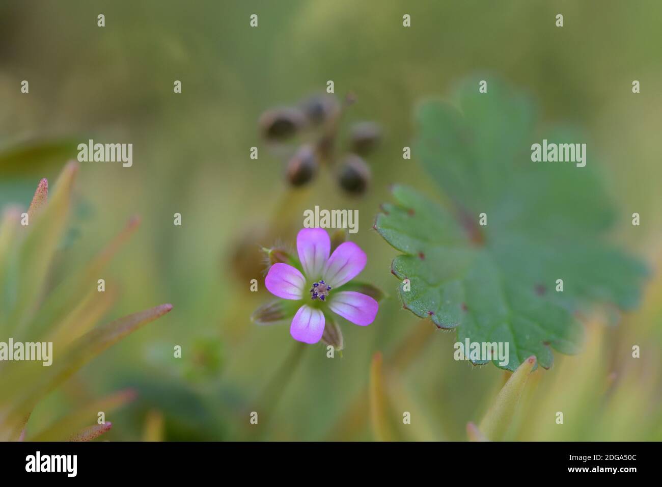 Macro photograph of a wild flower of the Geranium rotundifolium species ...