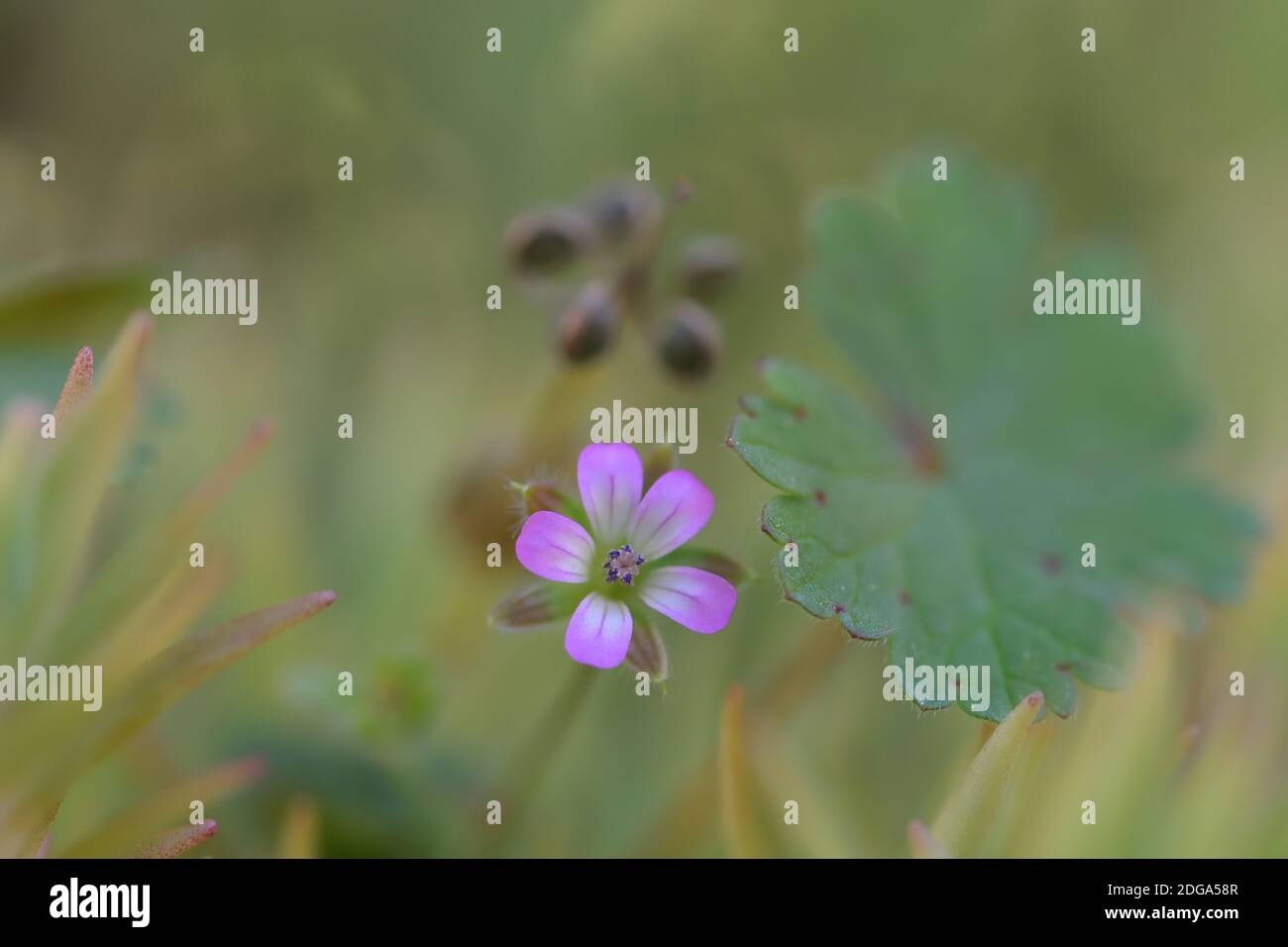 Macro photograph of a wild flower of the Geranium rotundifolium species ...