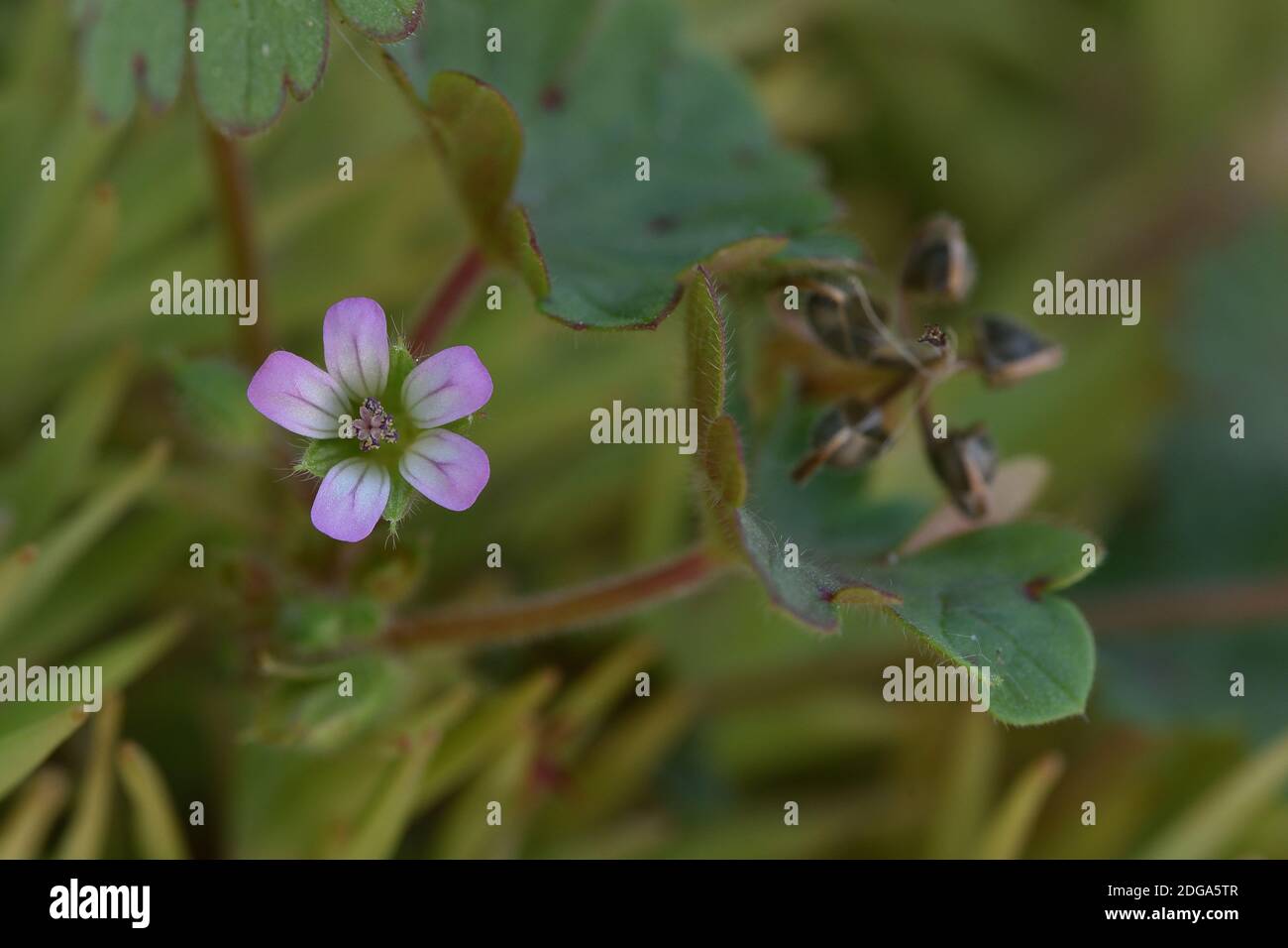 Macro photograph of a wild flower of the Geranium rotundifolium species ...