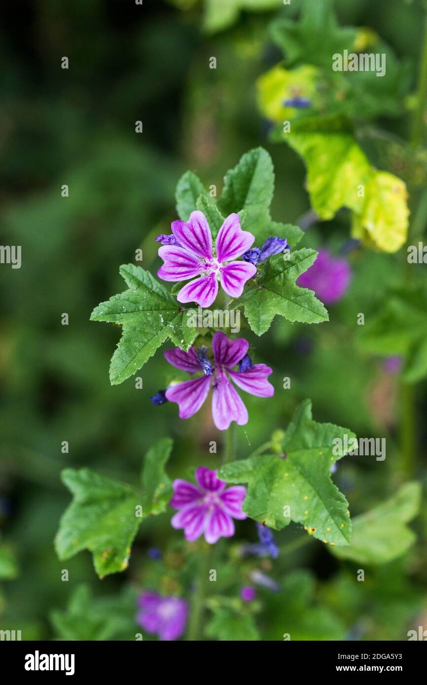 Common mallow flowers Stock Photo - Alamy
