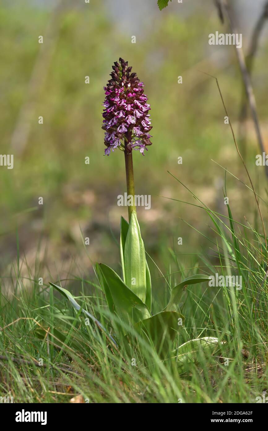 Isolated wild orchid of the species Orchis purpurea, also known as lady ...