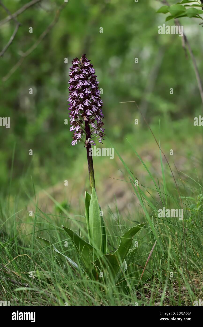 Isolated wild orchid of the species Orchis purpurea, also known as lady ...
