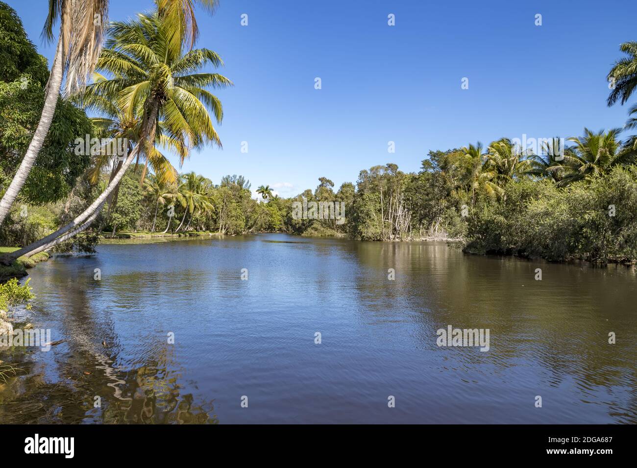 River and palms Stock Photo - Alamy