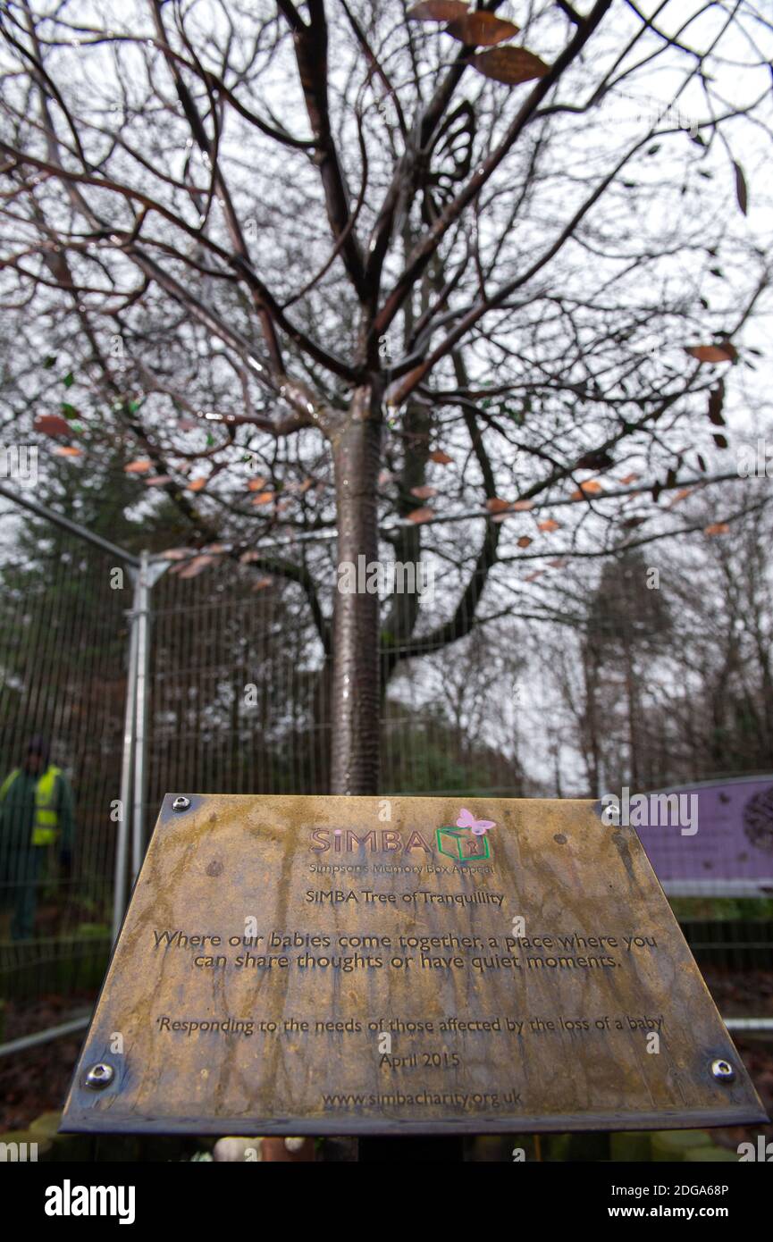 Simba charity tree hi-res stock photography and images - Alamy