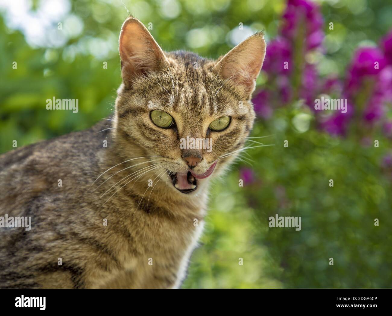 Wildcat furry eyes hi-res stock photography and images - Alamy