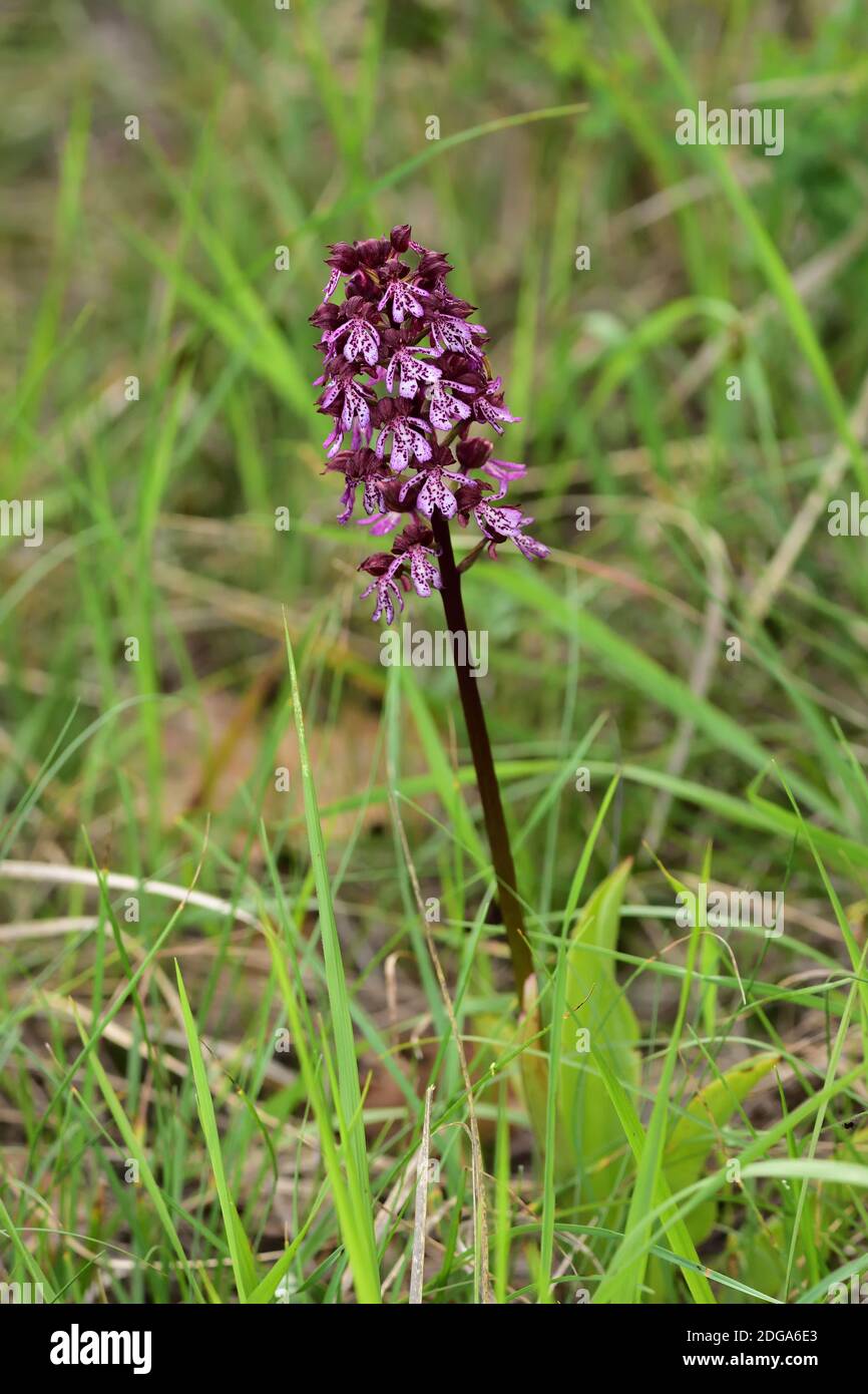 Isolated wild orchid of the species Orchis purpurea, also known as lady ...