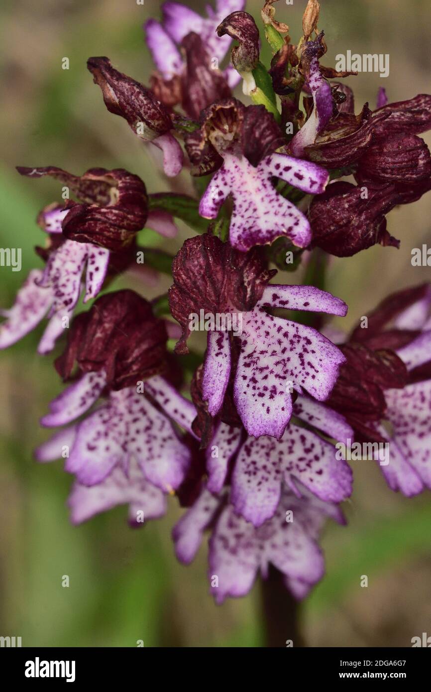 Isolated wild orchid of the species Orchis purpurea, also known as lady ...