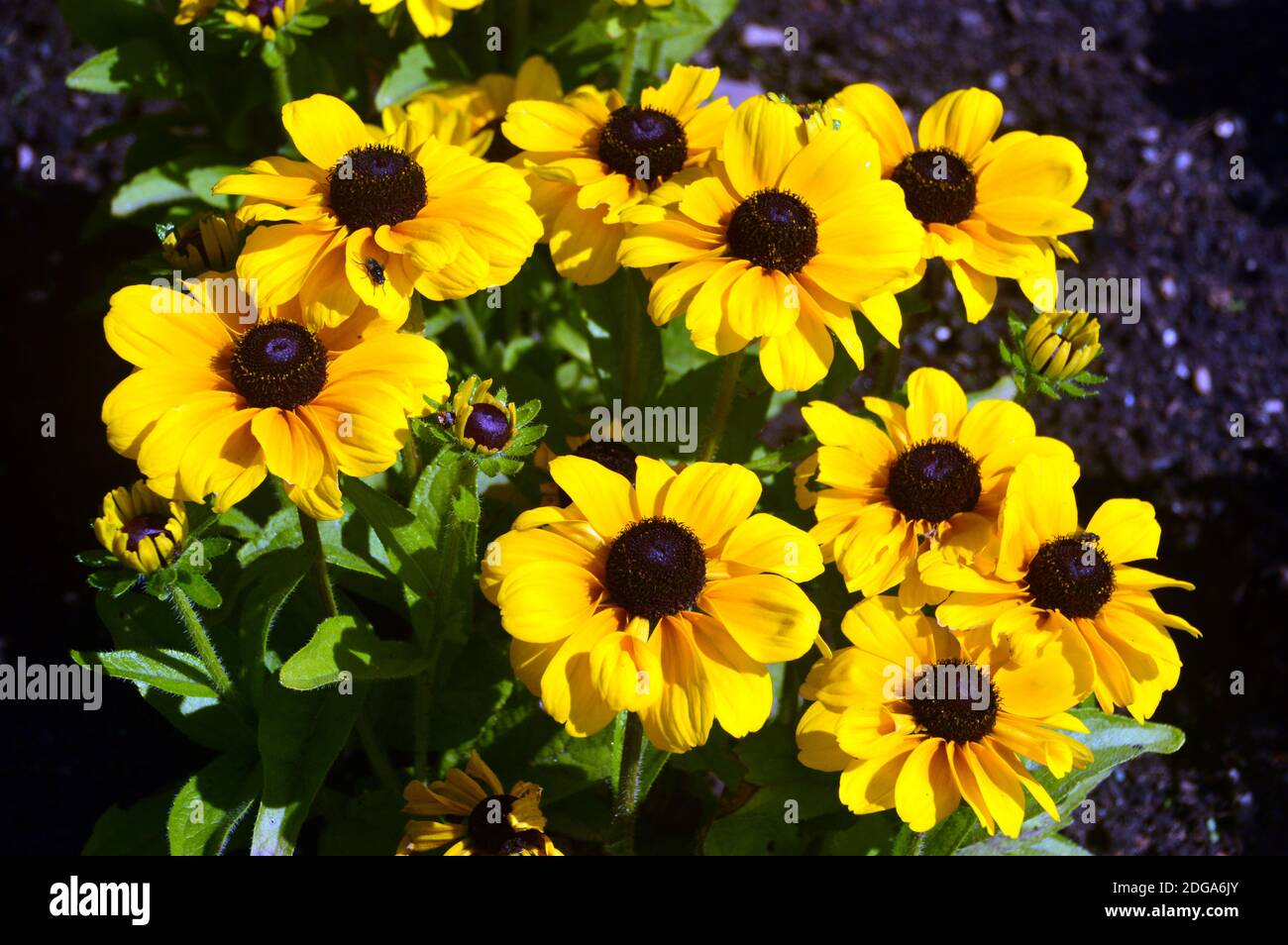Yellow Rudbeckia hirta, 'Toto Lemon' Black-Eyed Susan, Coneflower grown ...