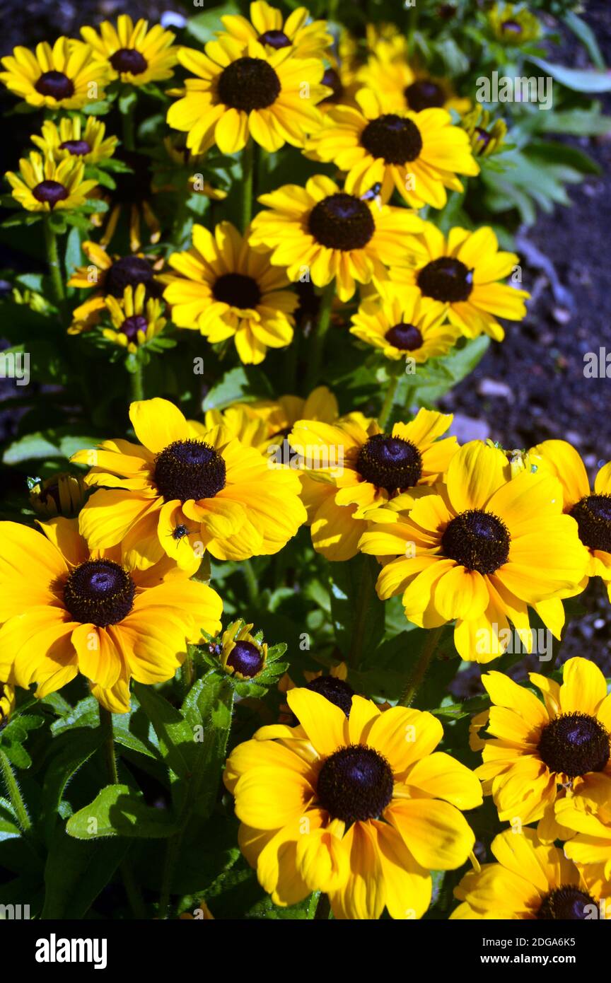 Yellow Rudbeckia hirta, 'Toto Lemon' Black-Eyed Susan, Coneflower grown ...