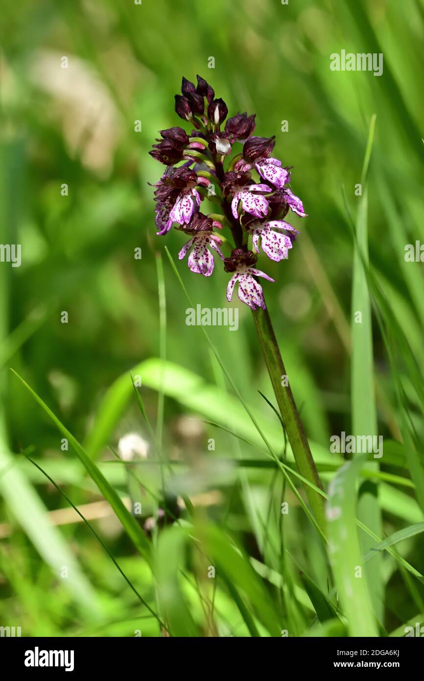 Isolated wild orchid of the species Orchis purpurea, also known as lady ...