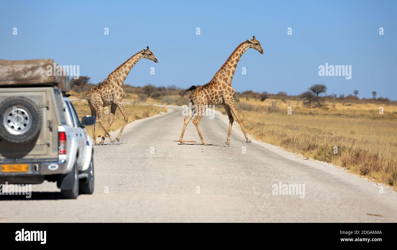 Giraffes at the cross a street Stock Photo - Alamy