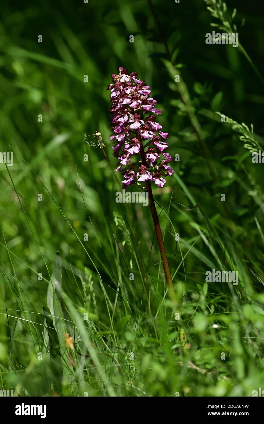 Isolated wild orchid of the species Orchis purpurea, also known as lady ...