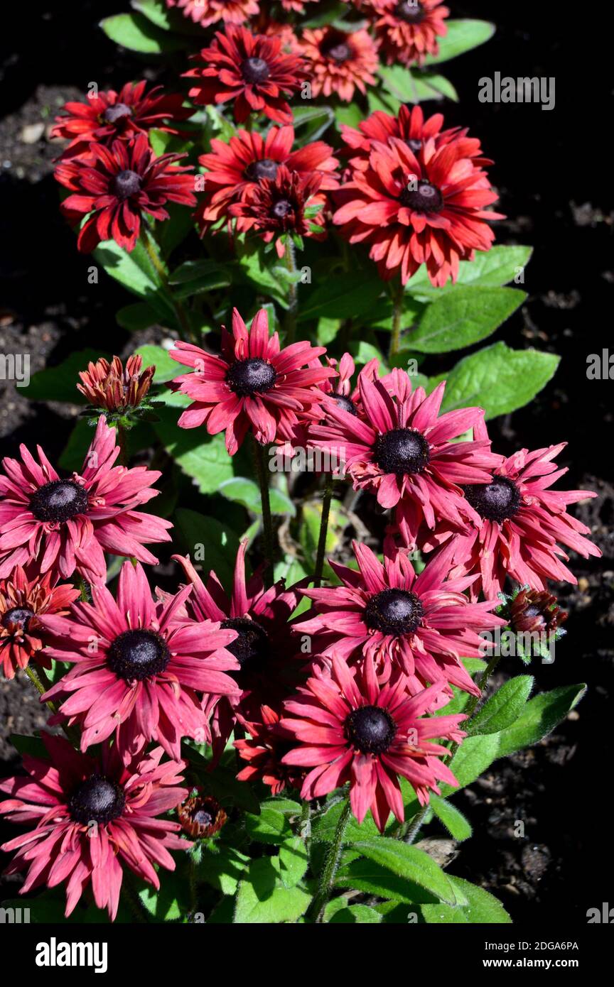 Pink/Red Rudbeckia hirta, 'Sahara' Black-Eyed Susan, Coneflower grown ...