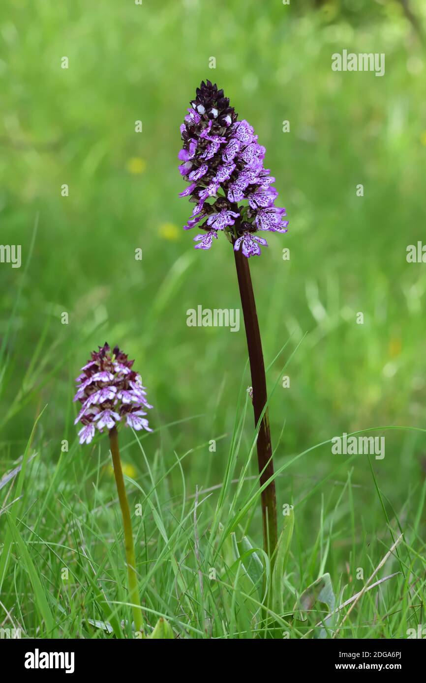 Isolated wild orchid of the species Orchis purpurea, also known as lady ...