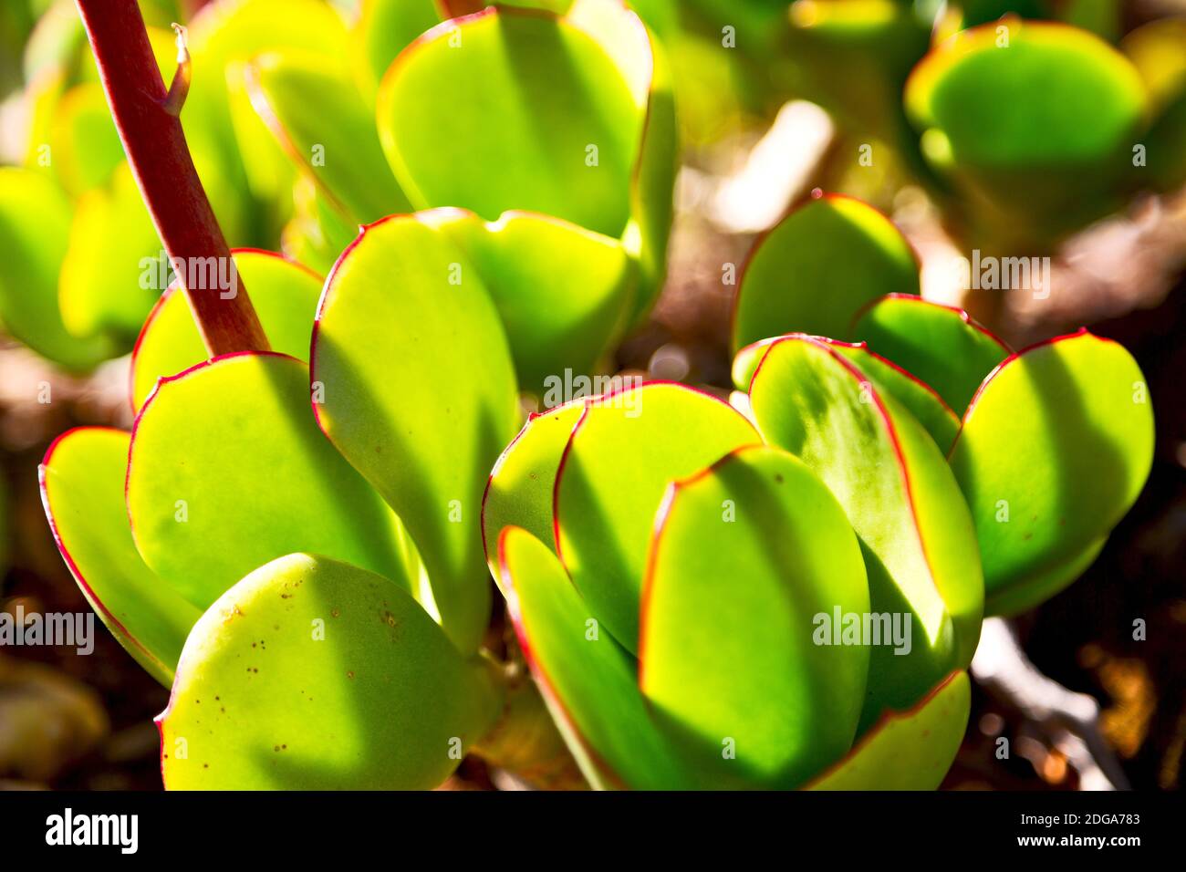 Abstract leaf of cactus plant and light Stock Photo - Alamy