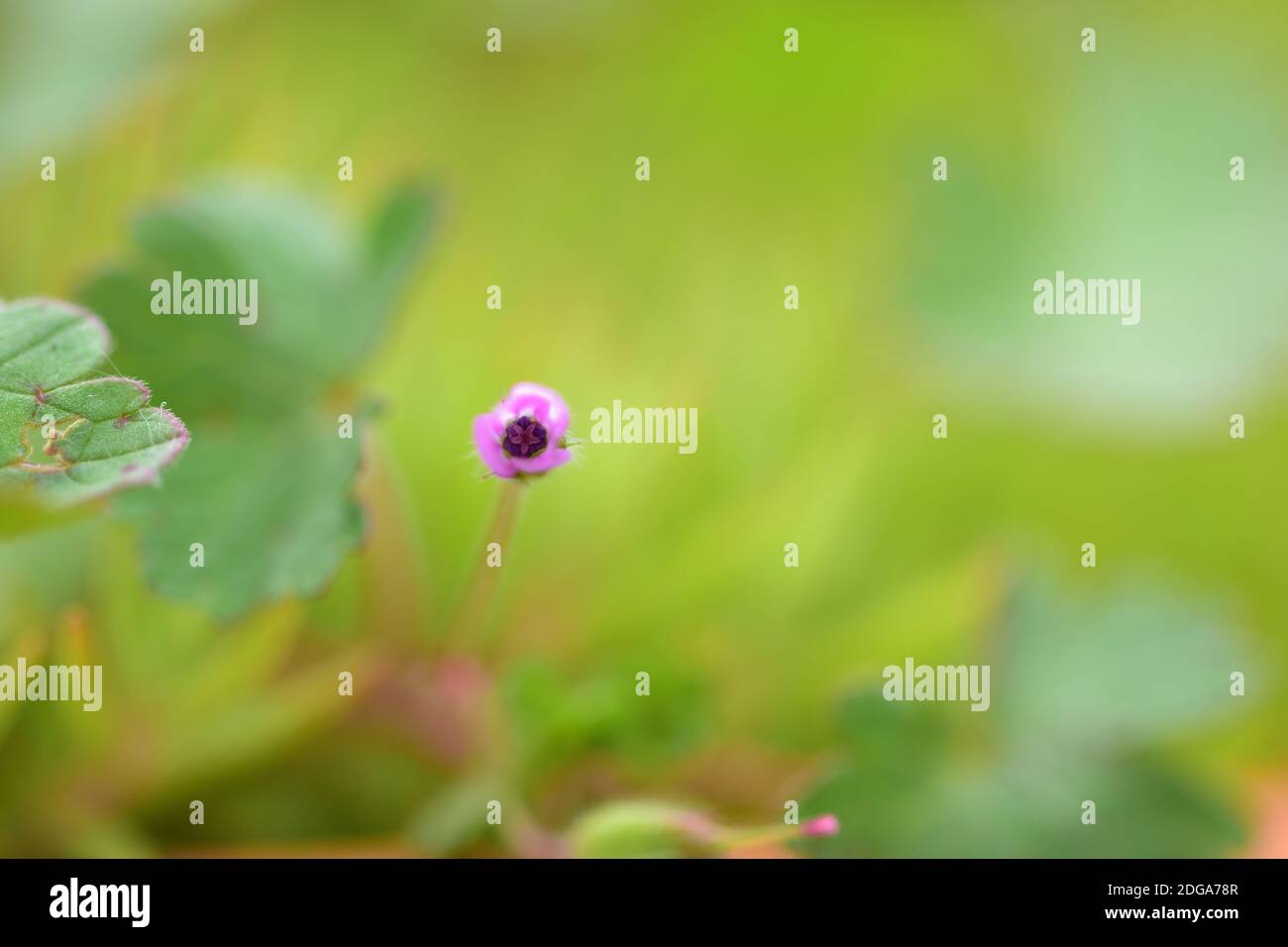 Macro photograph of a wild flower of the Geranium rotundifolium species ...