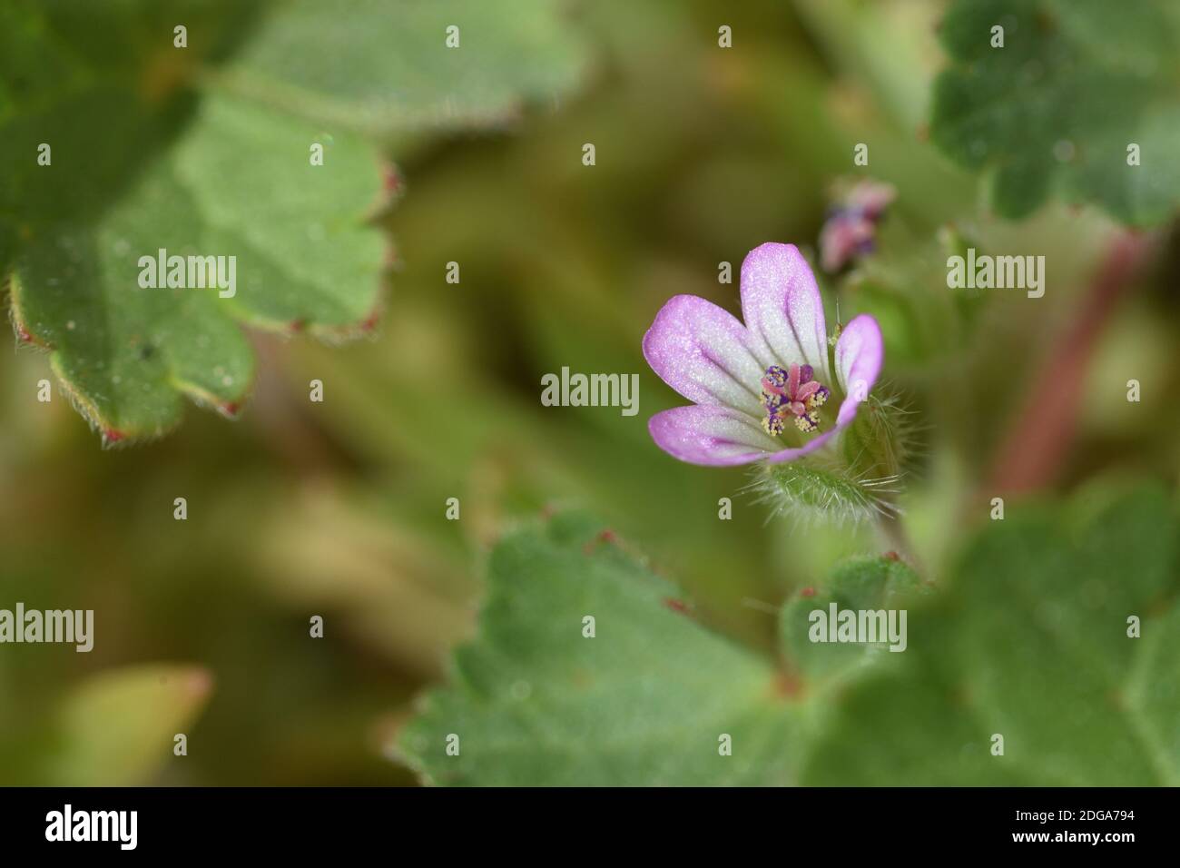 Macro photograph of a wild flower of the Geranium rotundifolium species ...