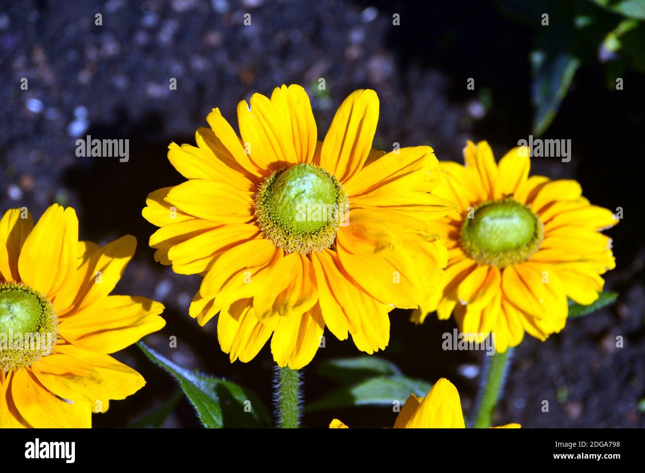 Yellow Rudbeckia hirta, 'Amarillo Gold' Black-Eyed Susan, Coneflower ...