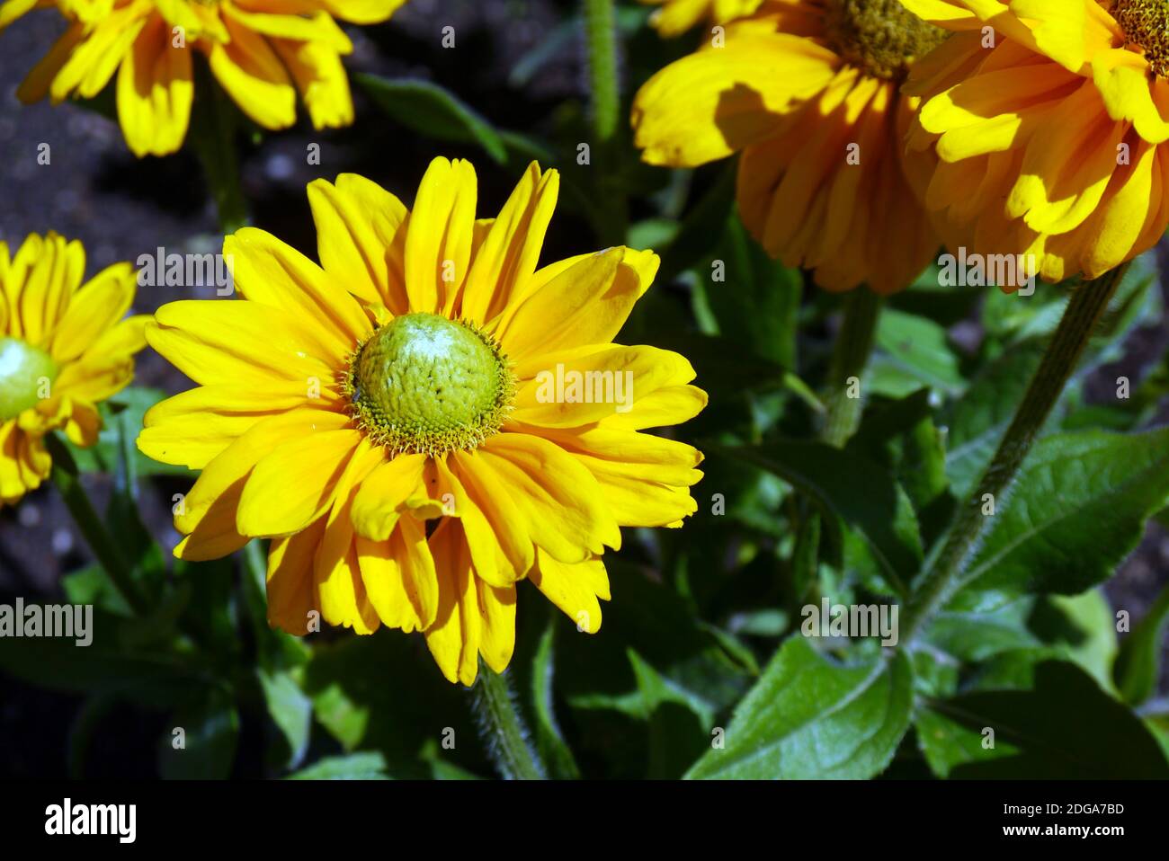 Yellow Rudbeckia hirta, 'Amarillo Gold' Black-Eyed Susan, Coneflower ...